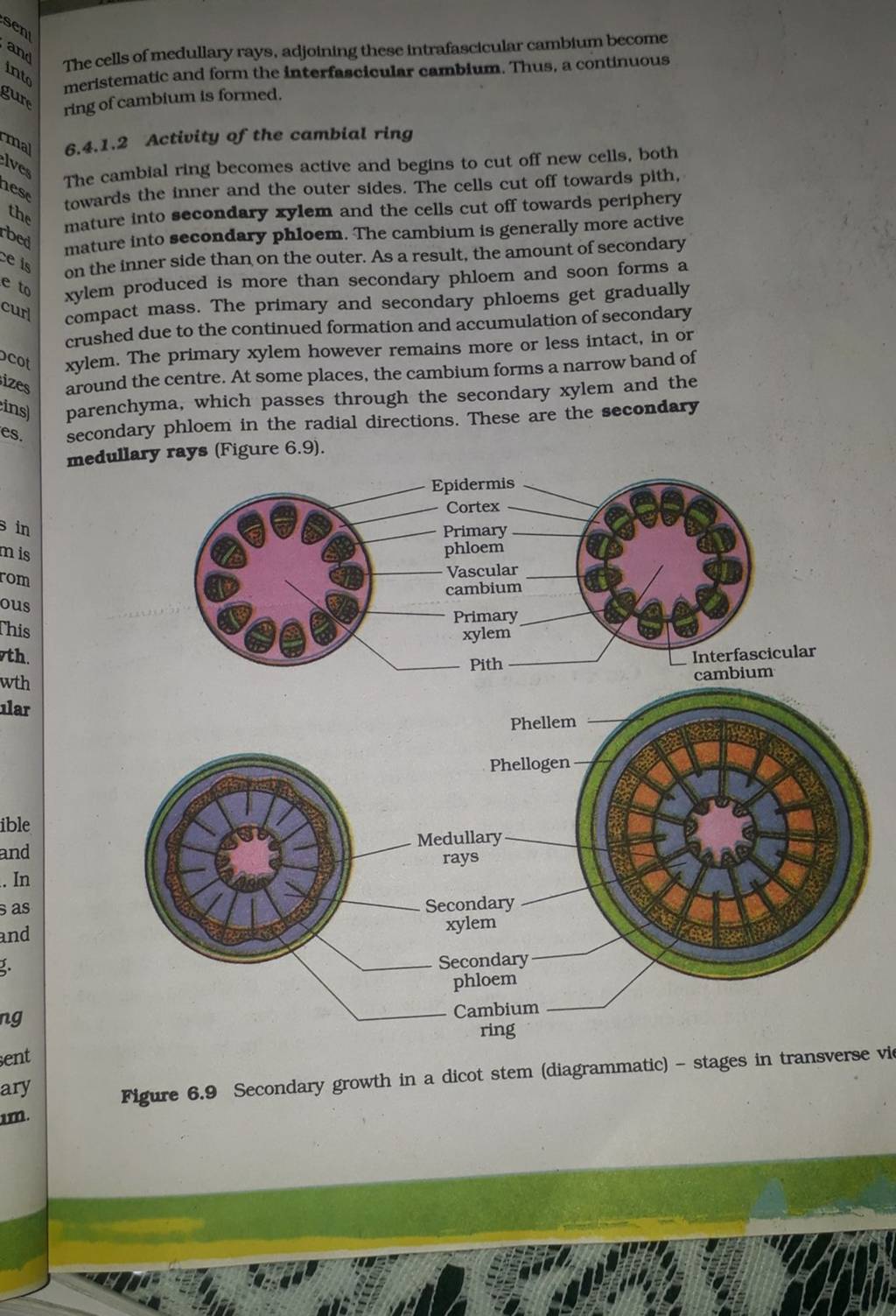 The cells of medullary rays, adjoining these intrafascicular camblum beco..
