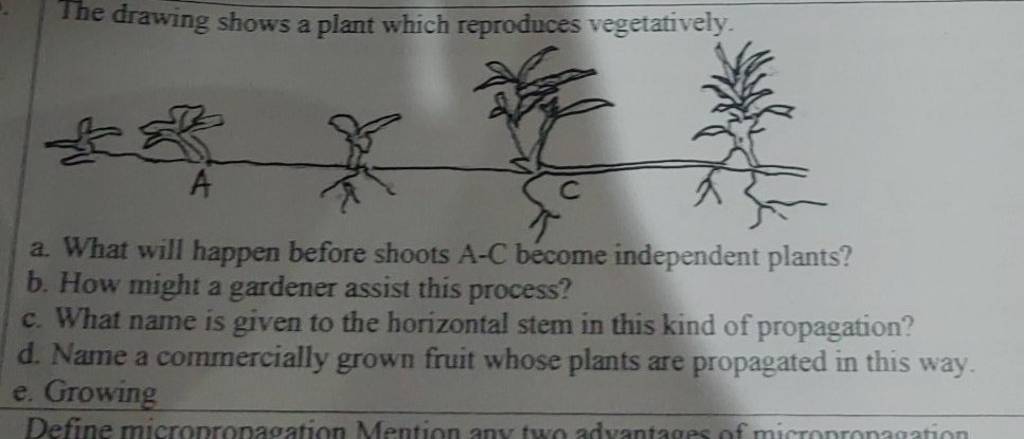 The drawing shows a plant which reproduces vegetatively. | Filo