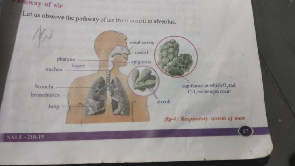 -athway of air Let us observe the pathway of air from nostril to alveolus..