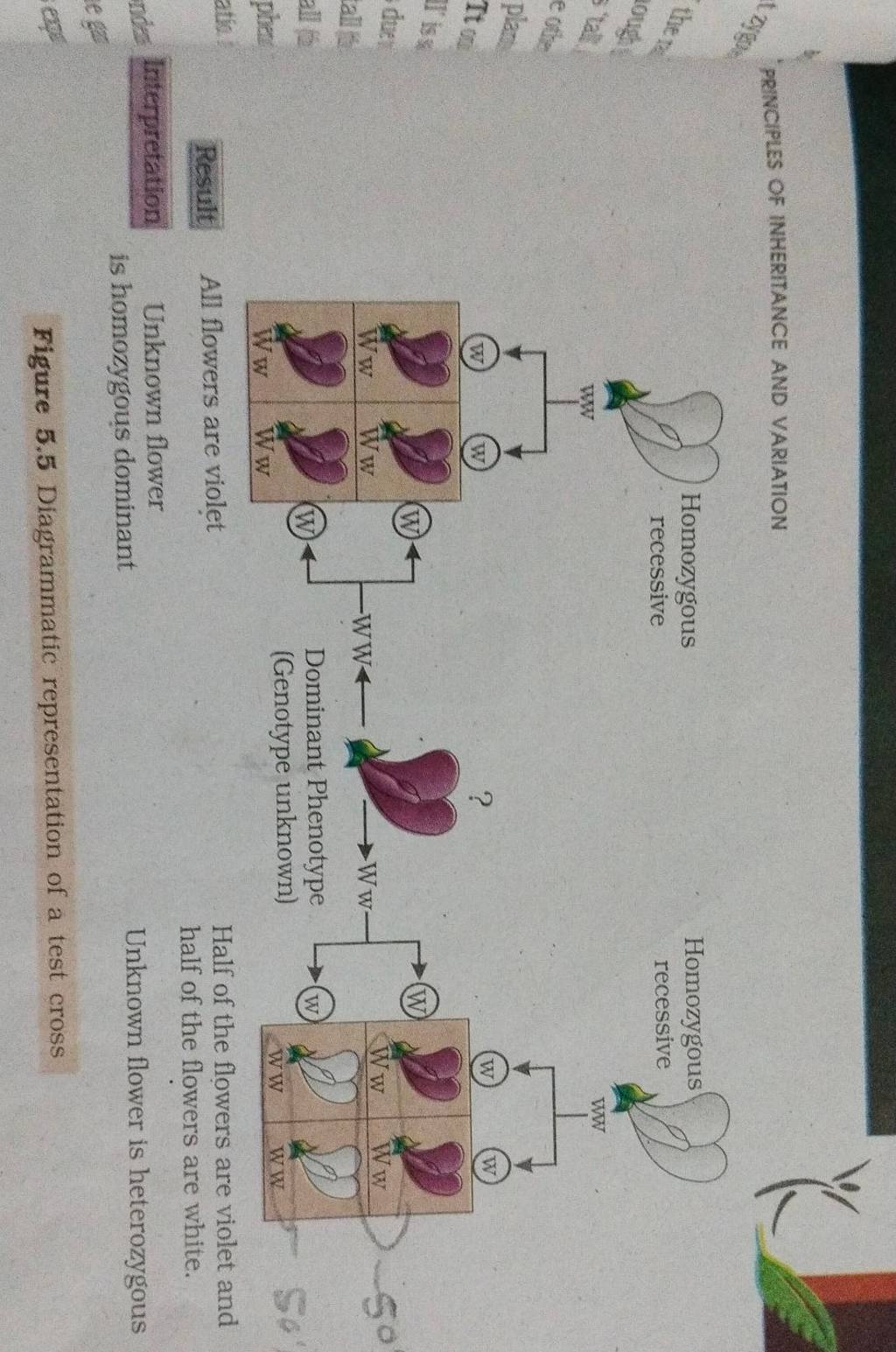PRINCIPLES OF INHERITANCE AND VARIATION Figure 5.5 Diagrammatic represent..