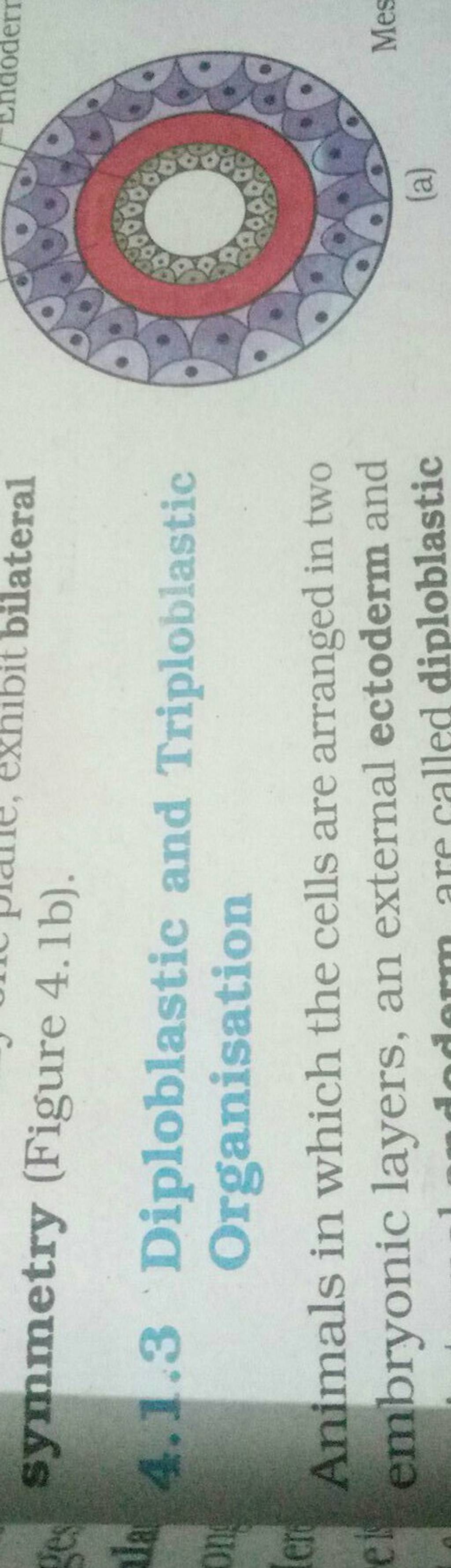 4. 1.3 Diploblastic and Triploblastic Organisation Animals in which the c..