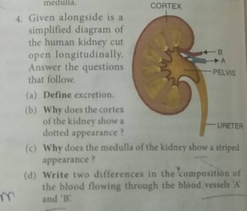 Given alongside is a simplified diagram of the human kidney cut op | Filo