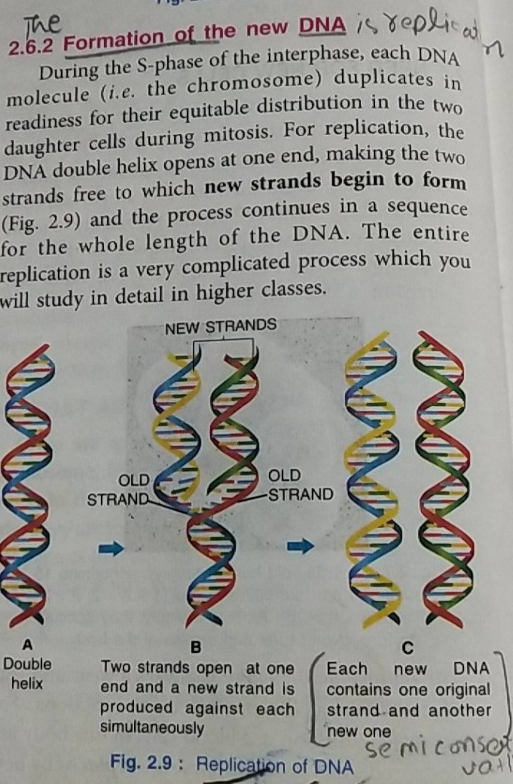 The formation of the new DNA is replic ∞ During the S-phase of the interp..