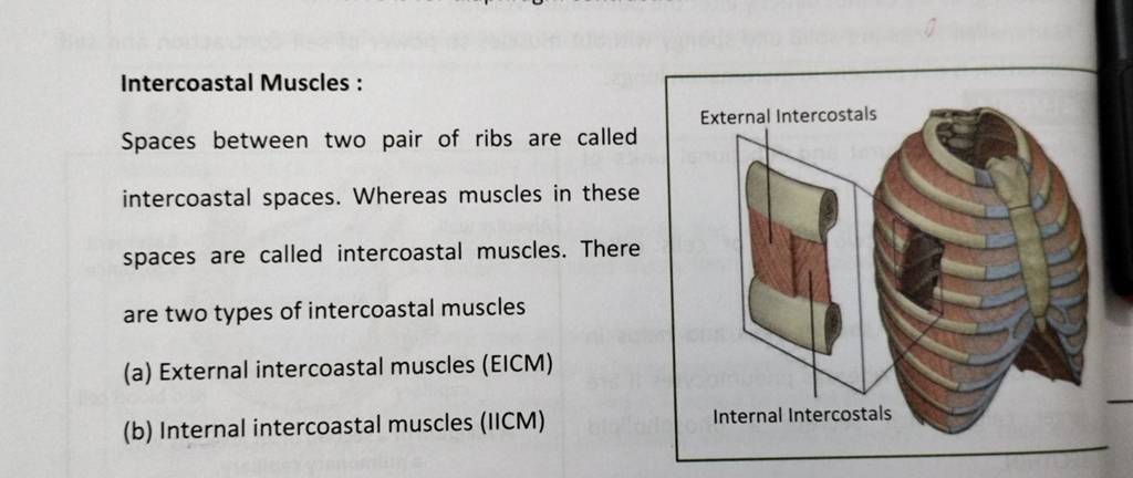 Intercoastal Muscles : Spaces between two pair of ribs are called interco..
