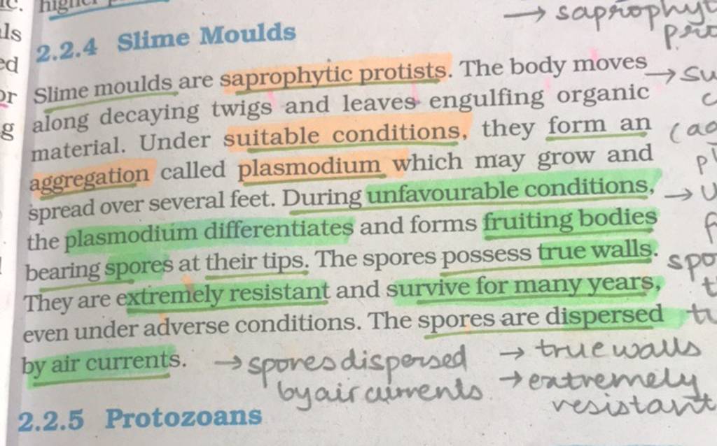 Slime moulds are saprophytic protists. The body moves along decaying twig..