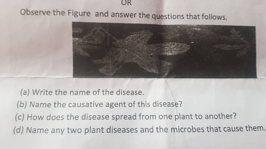 Observe the Figure and answer the questions that follows. | Filo