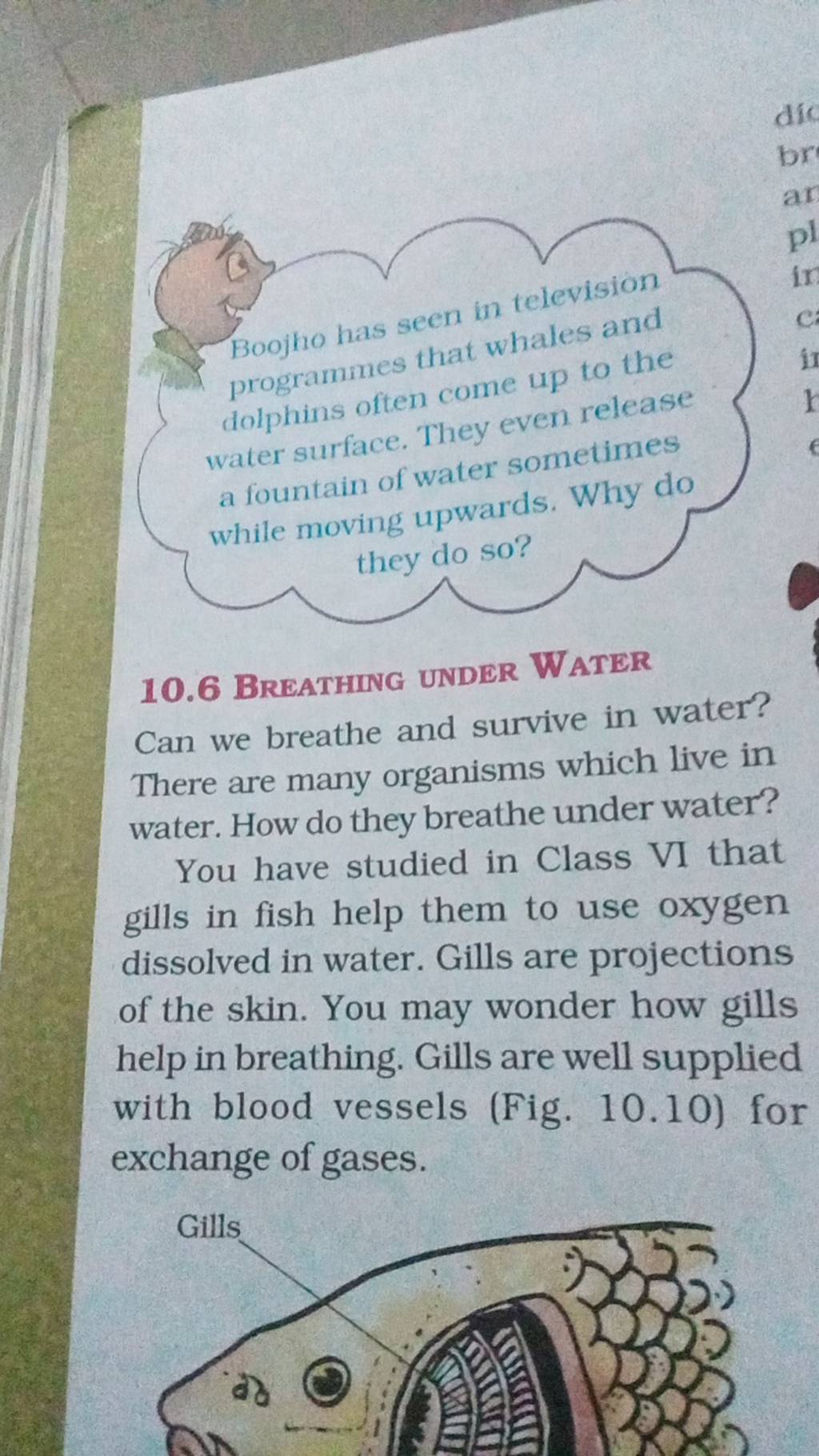 Boojho has seen in television programmes that whales and dolphins often c..