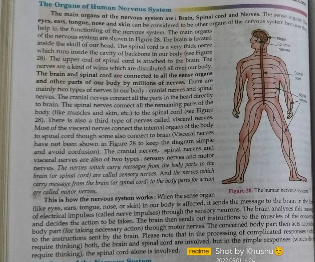 The Organs of Human Nervous System The main organs of the nervous system