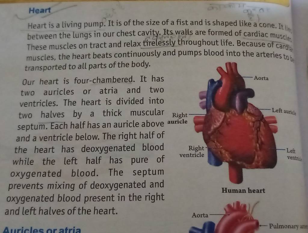 Heart is a living pump. It is of the size of a fist and is shaped like a