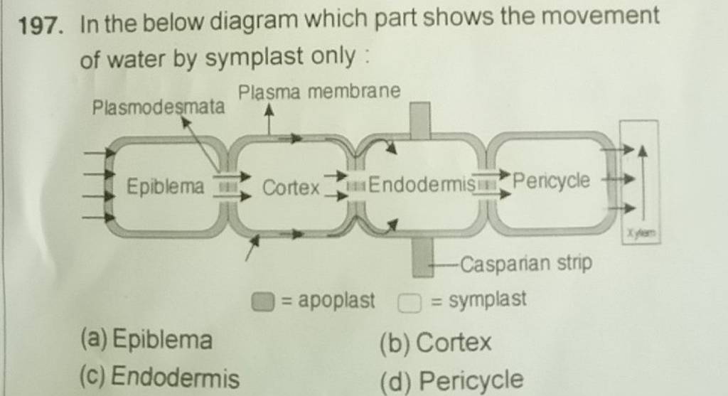 In the below diagram which part shows the movement of water by symplast o..