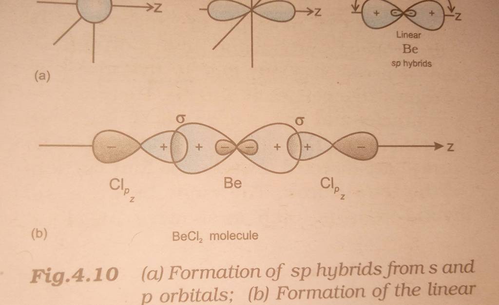 (a) (b) BeCl2 molecule Fig.4.10 (a) Formation of sp hybrids from s and p..