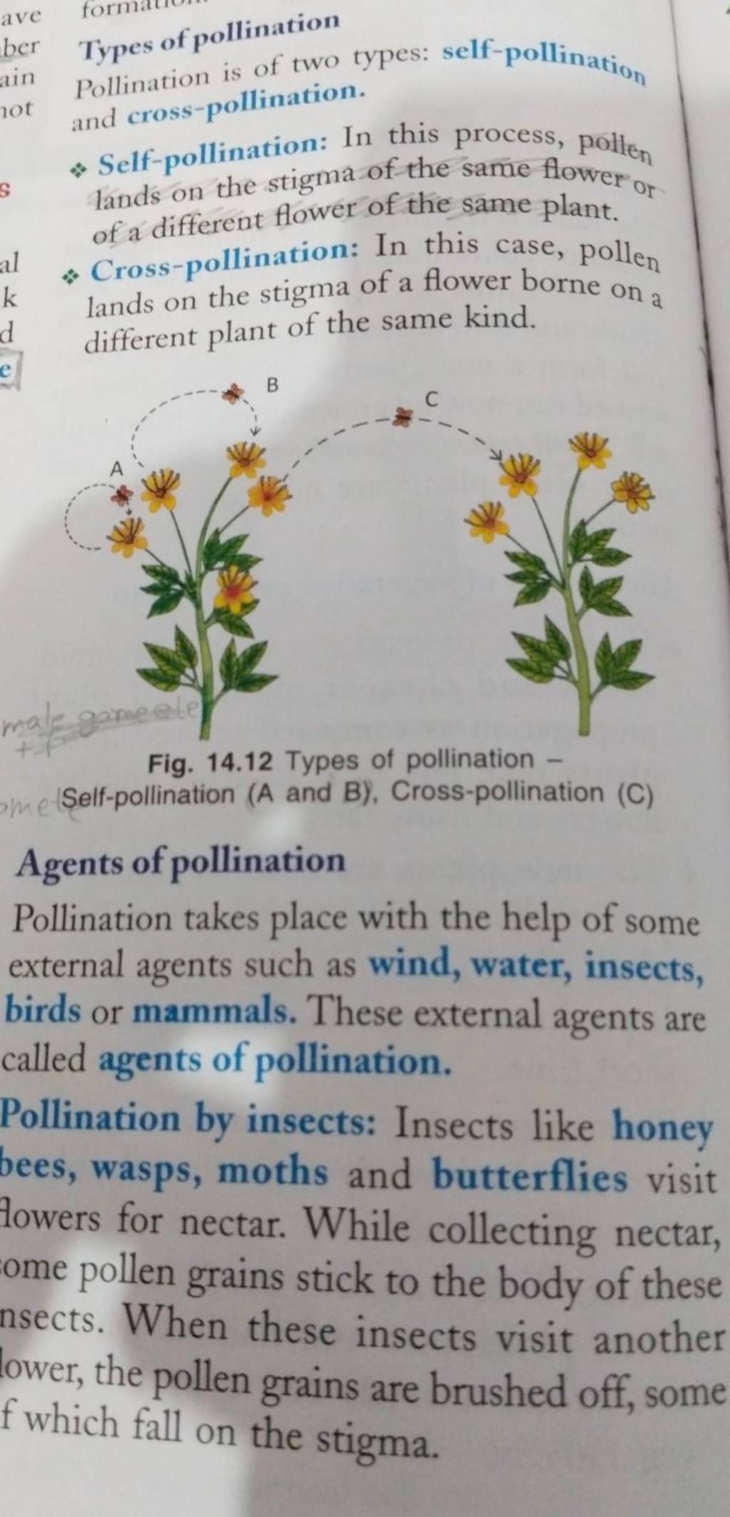 Fig. 14.12 Types of pollination Self-pollination (A and B), Cross-pollina..