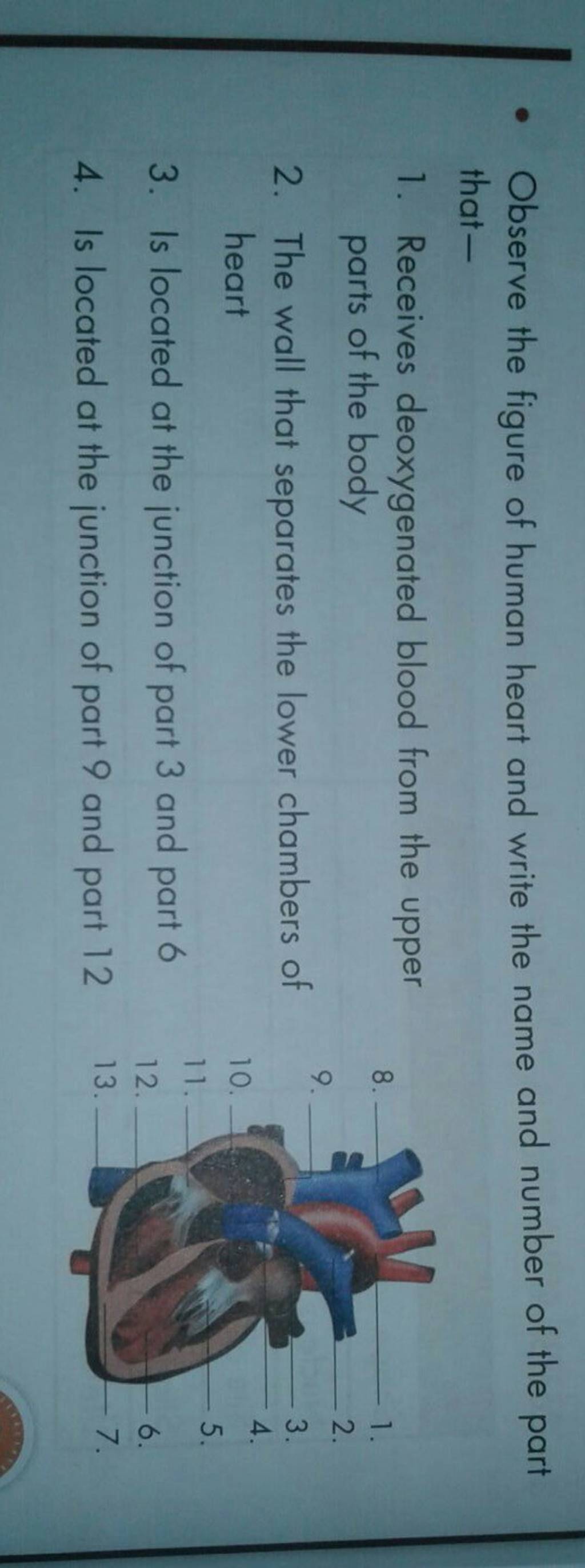 - Observe the figure of human heart and write the name and number of the