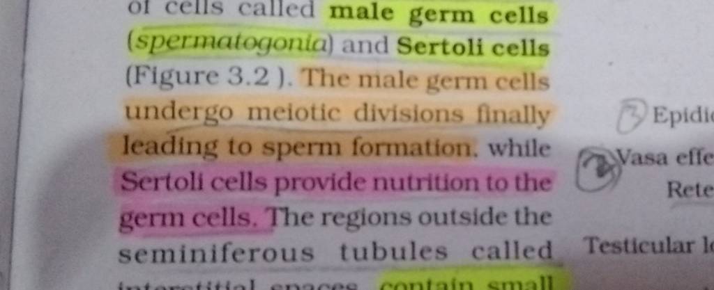 of cells called male germ cells (spermatogonia) and Sertoli cells (Figure..