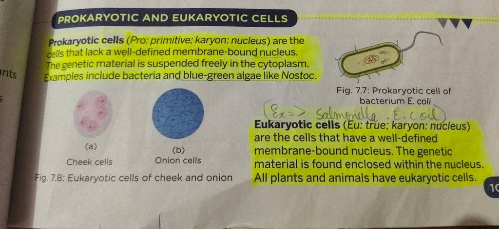 PROKARYOTIC AND EUKARYOTIC CELLS Prokaryotic cells (Pro: primitive; karyo..