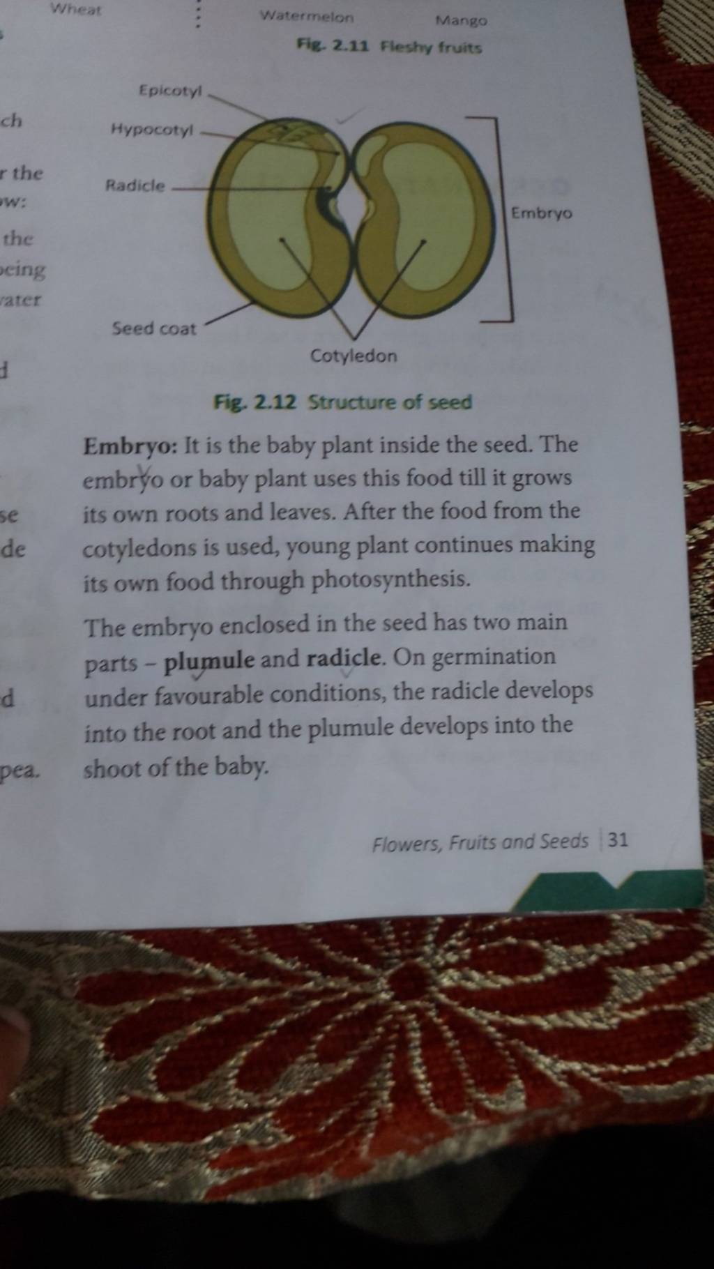 Fig. 2.11 Fleshy fruits Fig. 2.12 Structure of seed Embryo: It is the bab..