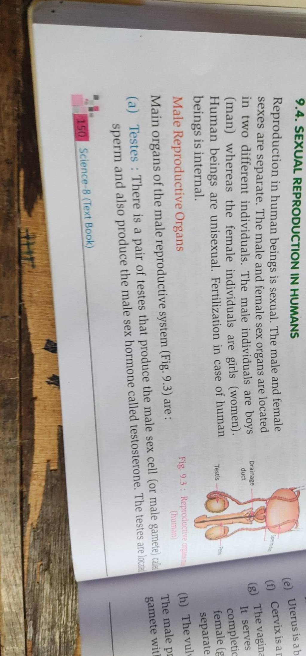 9 4 Sexual Reproduction In Humans Reproduction In Human Beings Is Sexual