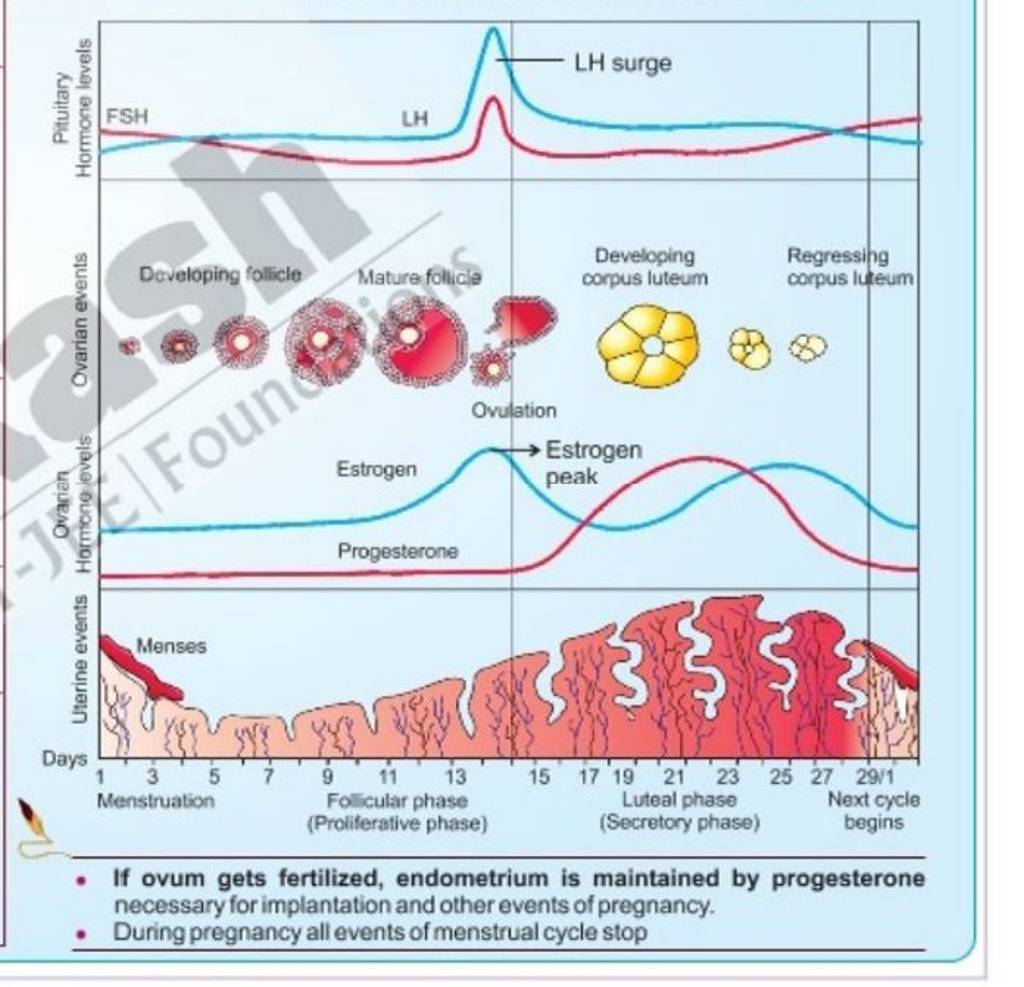 - If ovum gets fertilized, endometrium is maintained by progesterone nece..