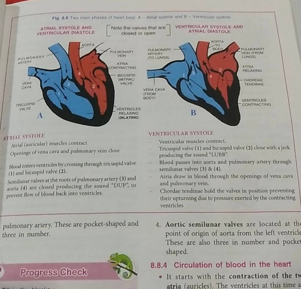 pulmonary artery. These are pocket-shaped and 4. Aortic semilunar valves