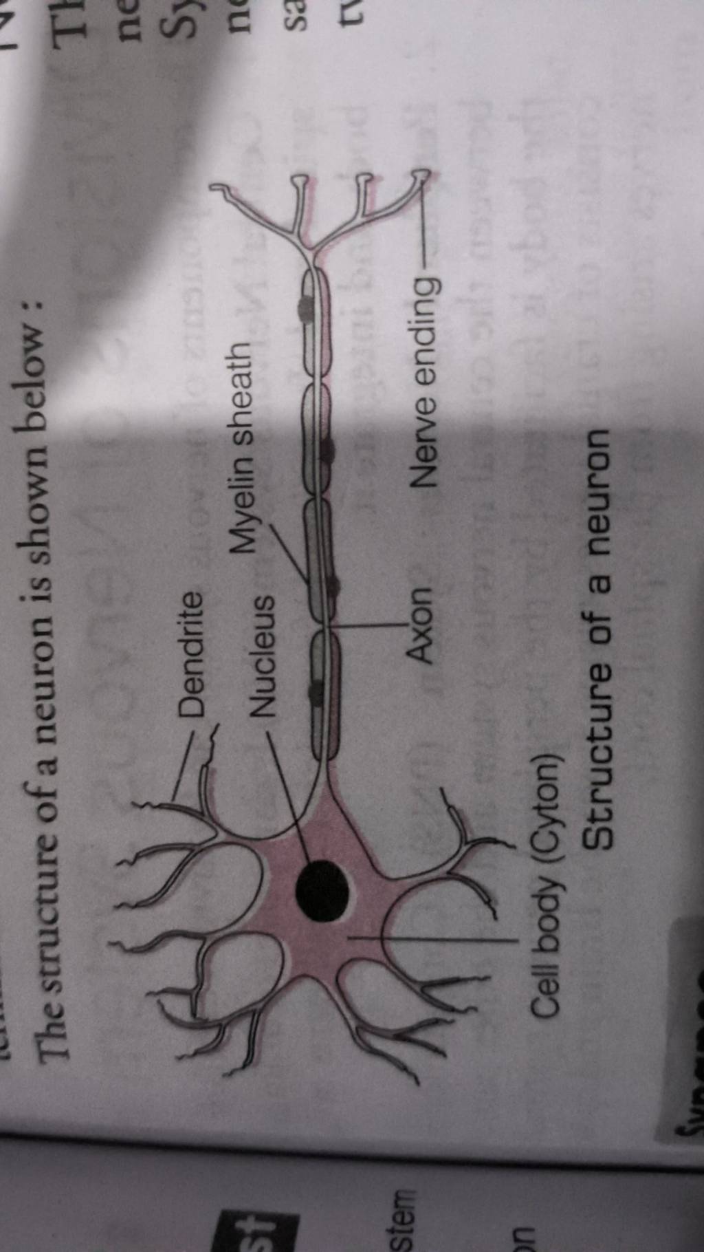 The structure of a neuron is shown below : Nucleus Myelin sheath Axon Ner..