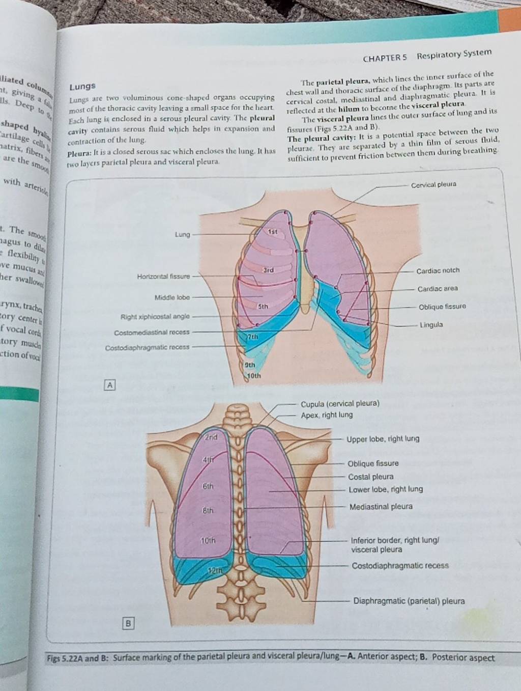 Figs 5.22A and B: Surface marking of the parietal pleurs and visceral ple..