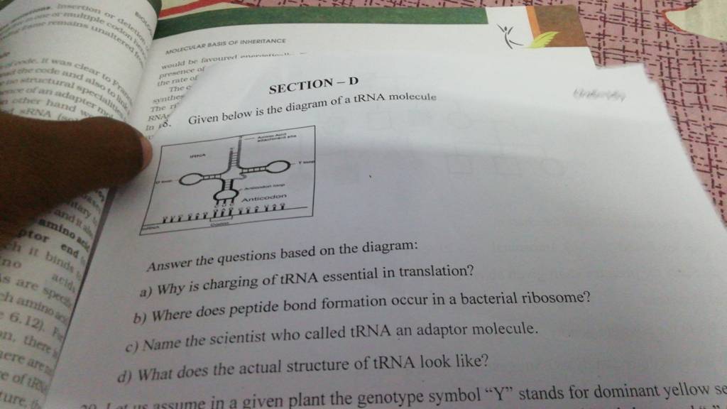Given below is the diagram of a tRNA molecule Answer the questions based Given below is the diagram of a tRNA molecule Answer the questions based