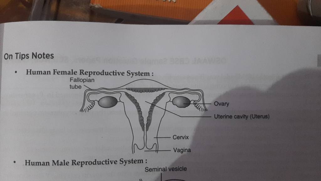 On Tips Notes - Human Female Reproductive System : - Human Male Reproduct..