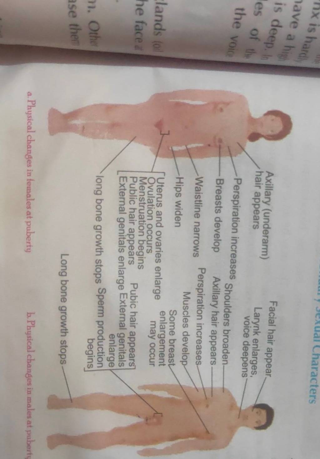 a. Physical changes in temales at puberty b. Physical changes in males at..