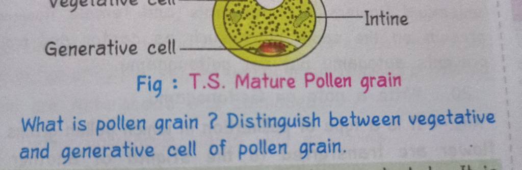 Generative cell Fig : T.S. Mature Pollen grain What is pollen grain? Dist..