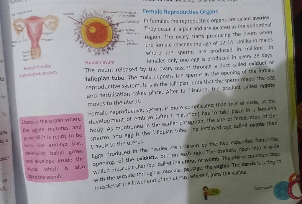 Female Reproductive Organs Human ovum In females the reproductive organs