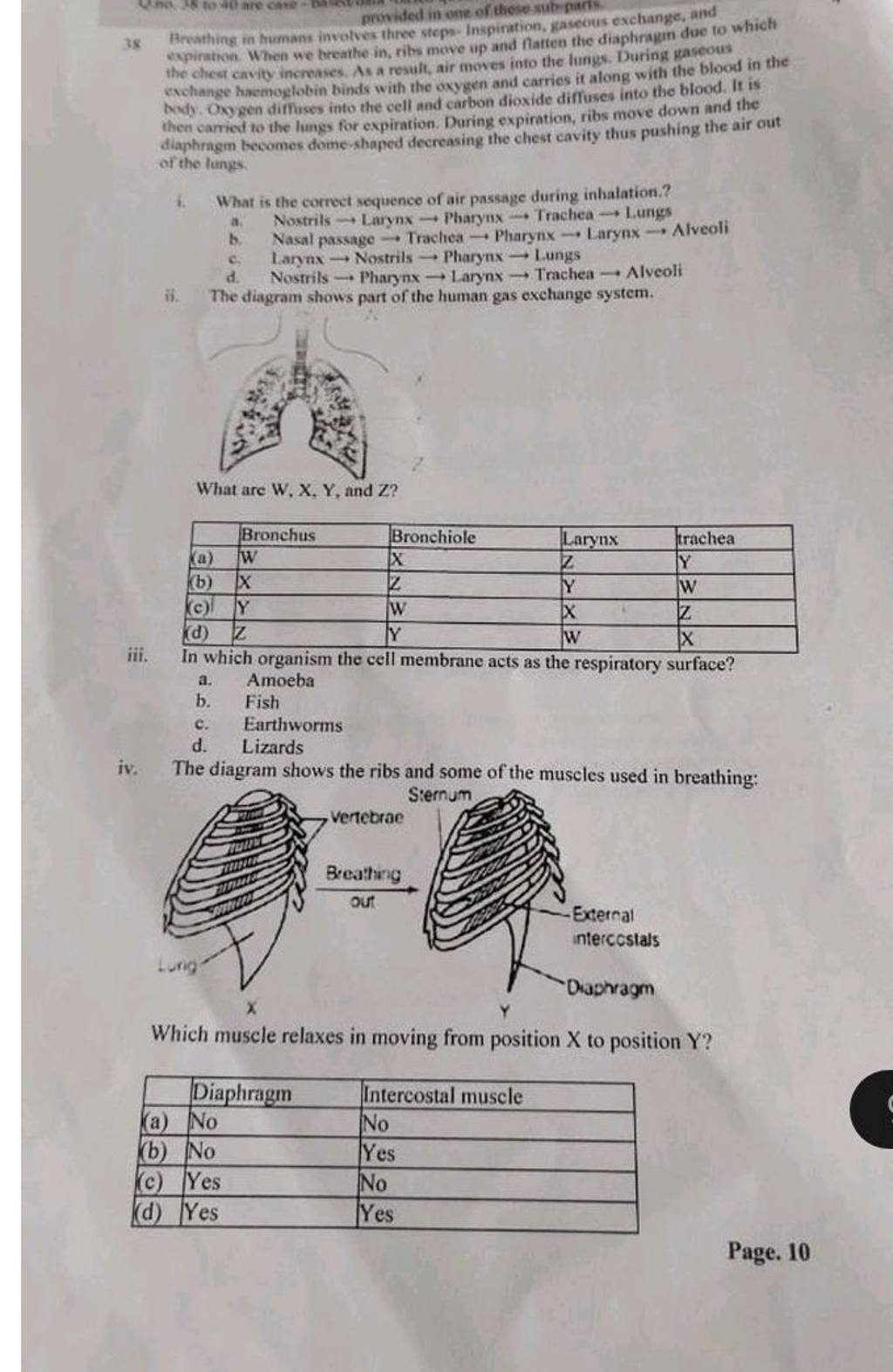The diagram shows part of the human gas exchange system. What are W,X,Y,