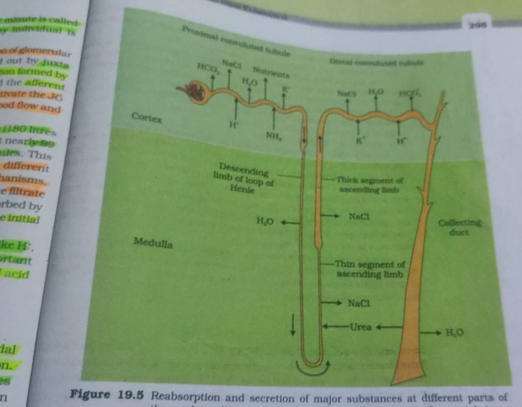 Figure 19.5 Reabsorption and secretion of major substances at different p.. Figure 19.5 Reabsorption and secretion of major substances at different p..