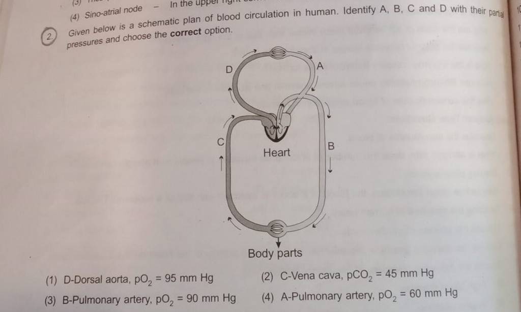 (2.) Given below is a schematic plan of blood circulation in human. Ident..