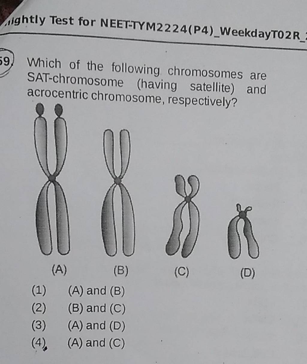 SAT-chromosome (having satellite) and acrocentric chromosome, respectivel..