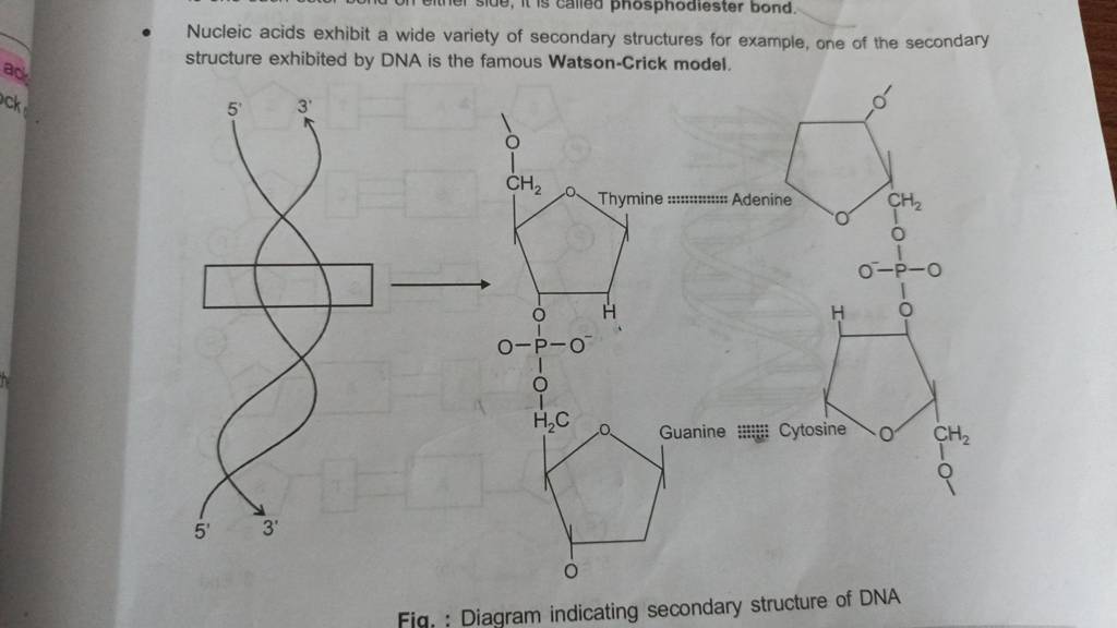 Nucleic Acids Exhibit A Wide Variety Of Secondary Structures For Exampl