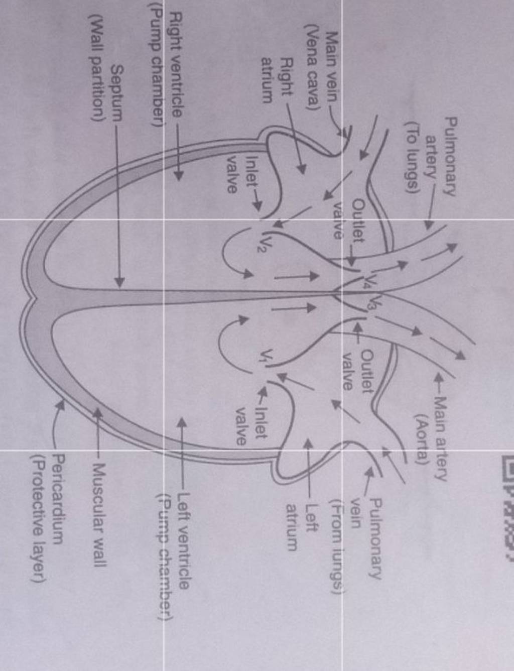 Pulmonary artery (To lungs) Main veint ventricle (Vena cava) Right atrium..