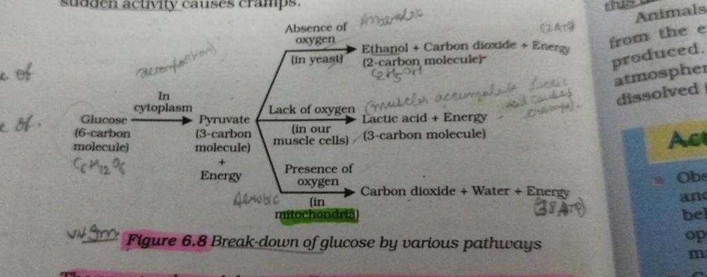 c. of visim: Figure 6.8 Break-down of glucose by various pathways | Filo
