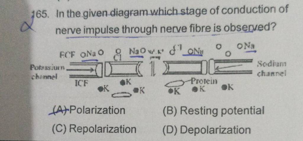 In the given diagram which stage of conduction of nerve impulse through n..