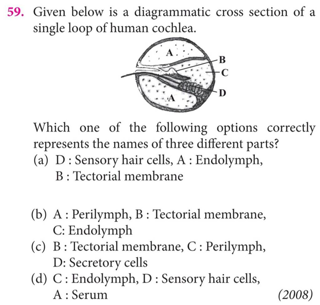 Given below is a diagrammatic cross section of a single loop of human coc..
