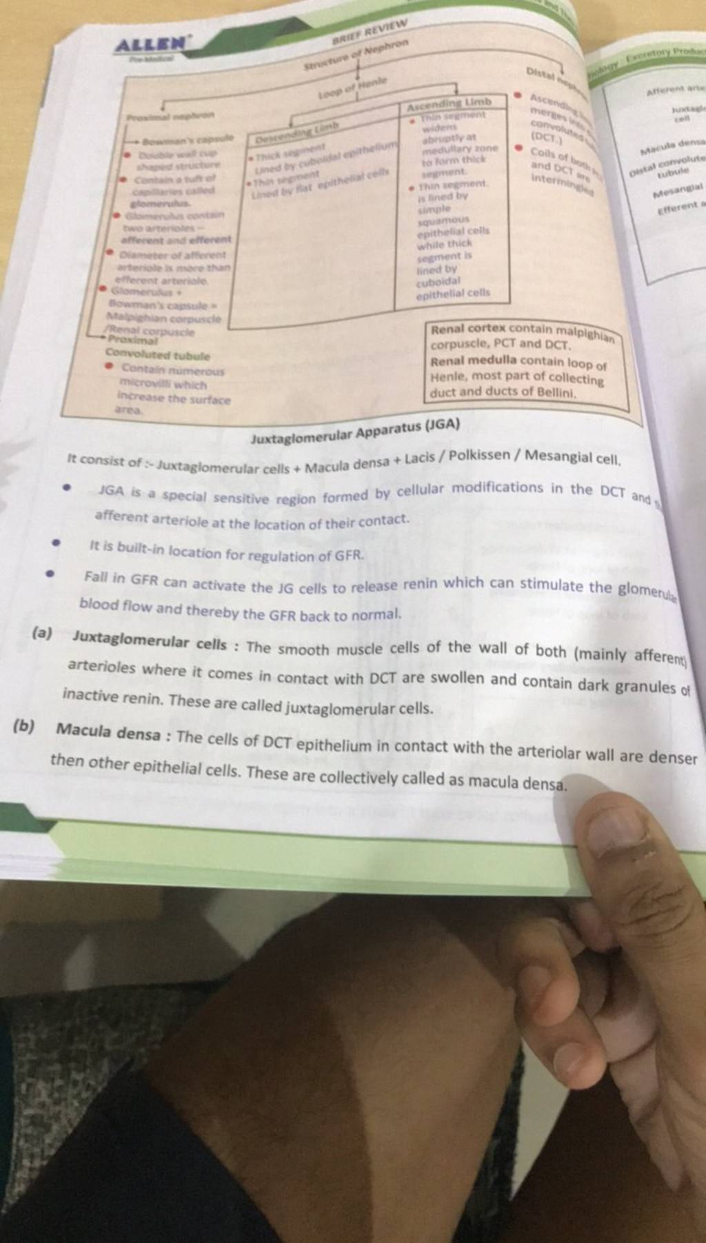 ALLEN? Juxtaglomerular Apparatus (JGA) It consist of :- Juxtaglomerular c..