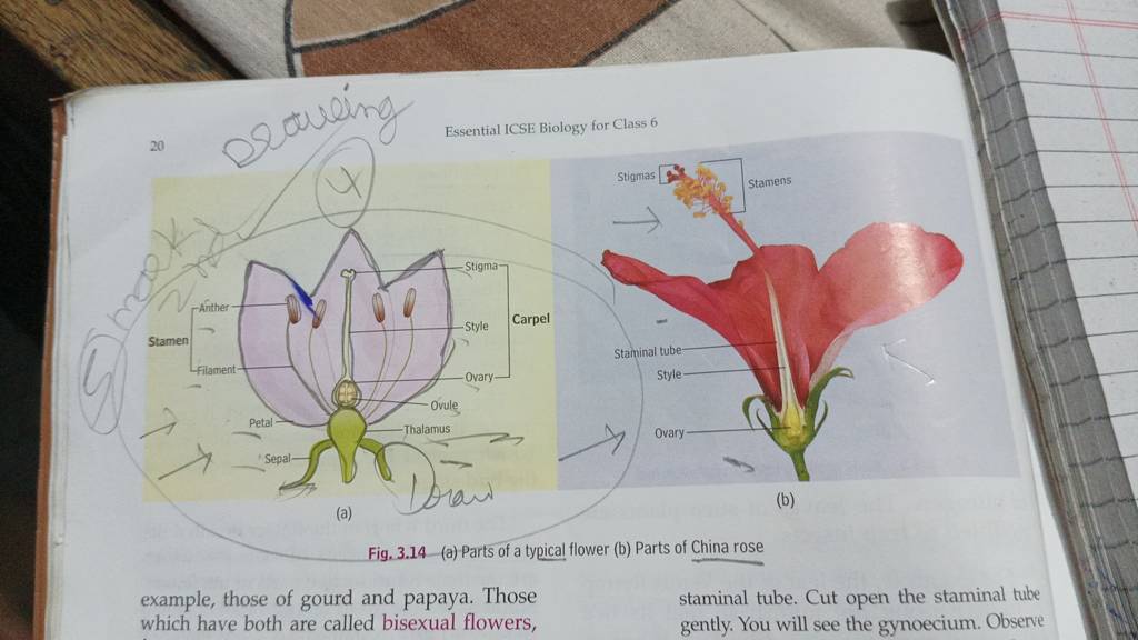 Fig. 3.14 (a) Parts of a typical flower (b) Parts of China rose example,