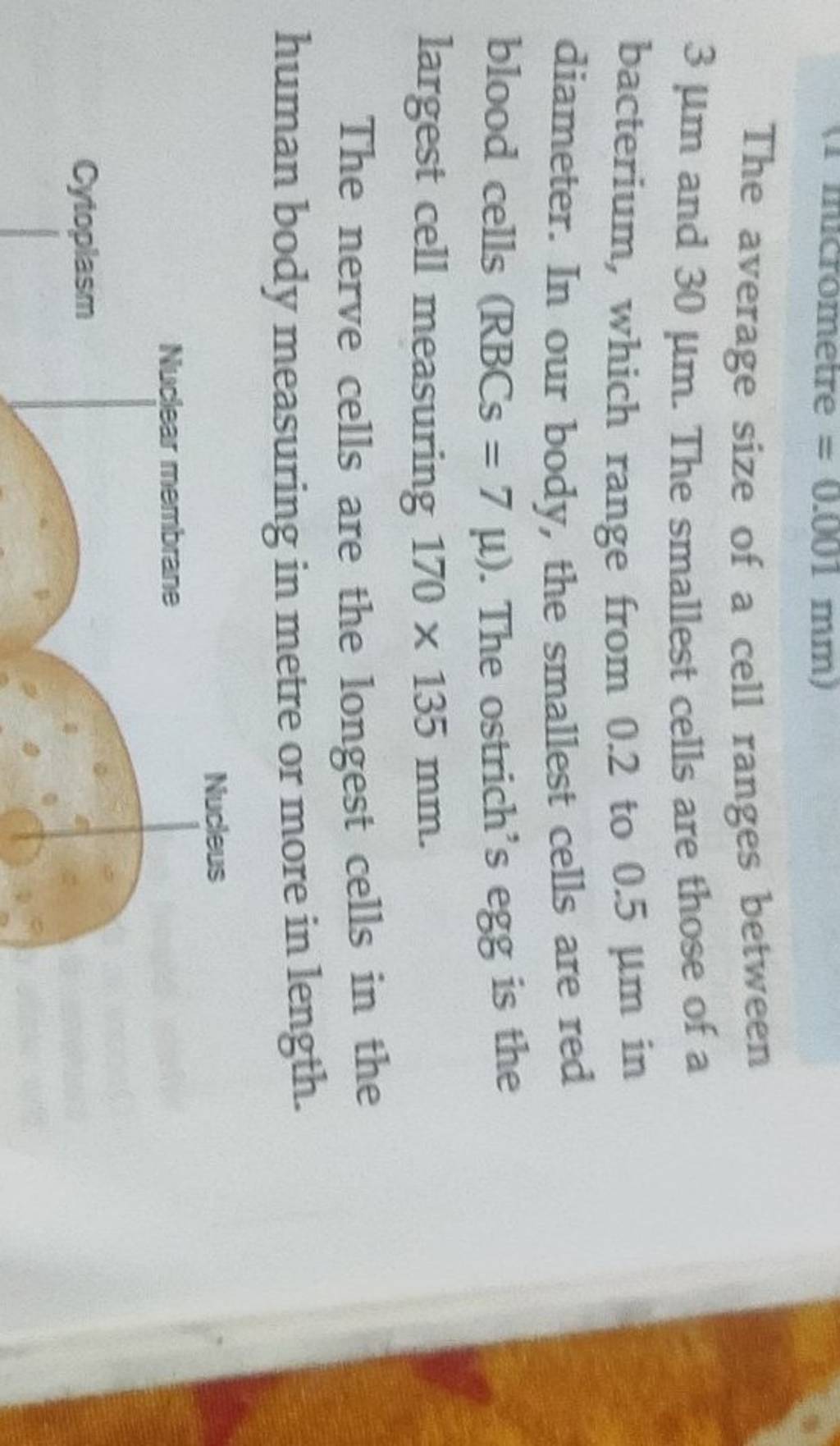 The average size of a cell ranges between 3μm and 30μm. The smallest cell..