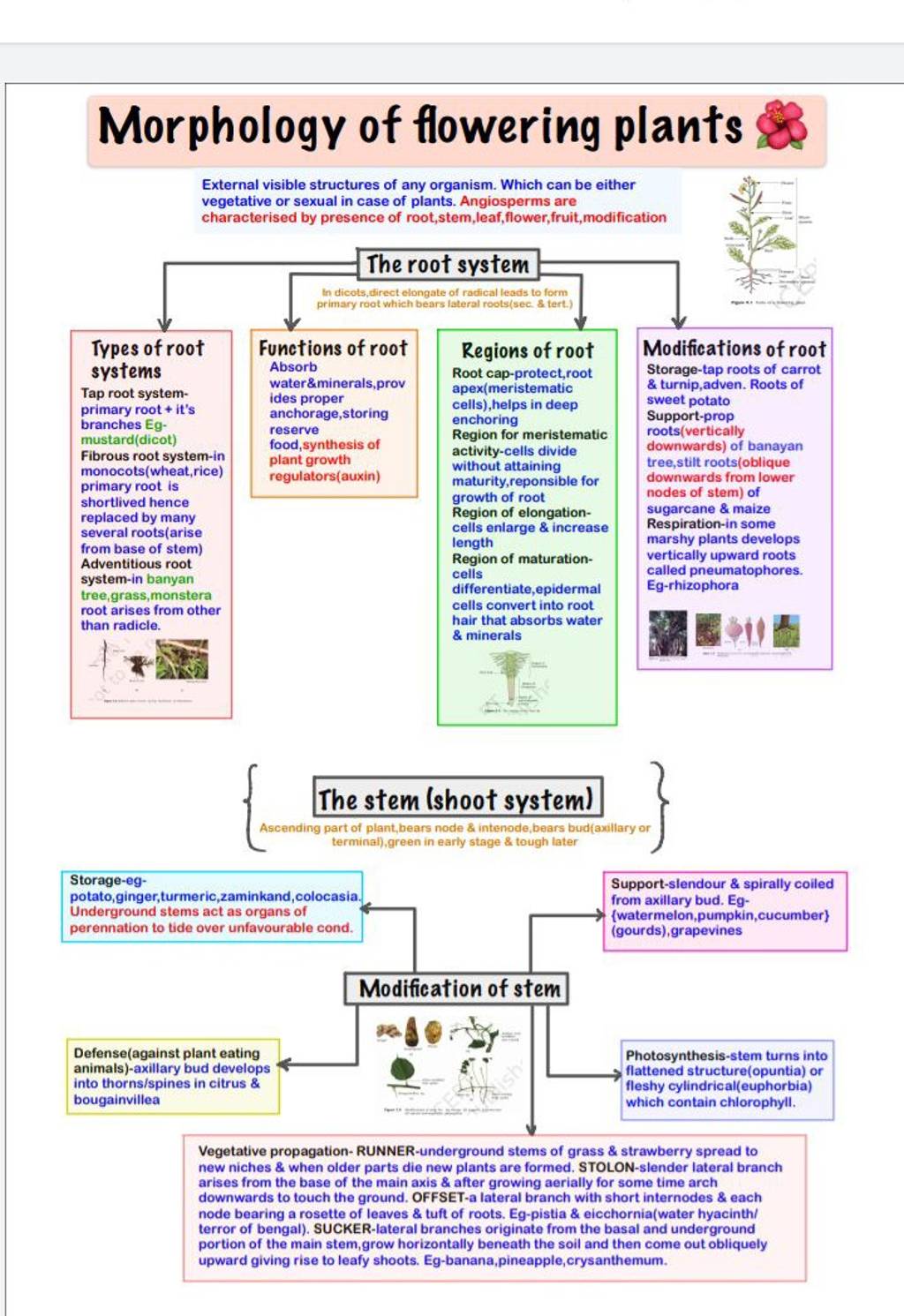 Vegetative propagation-RUNNER-underground stems of grass \& strawberry sp..