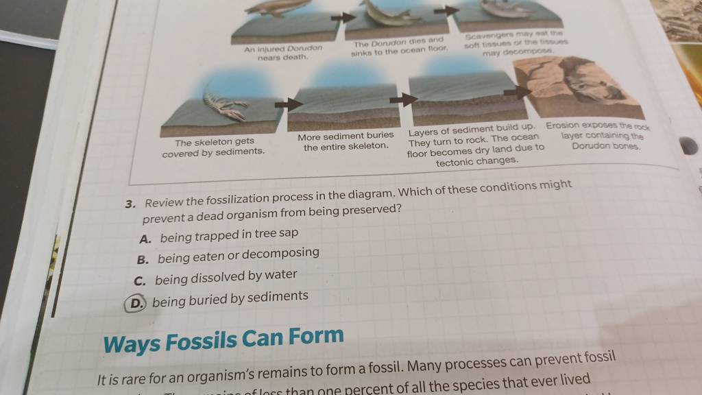 Review The Fossilization Process In The Diagram Which Of These Condition