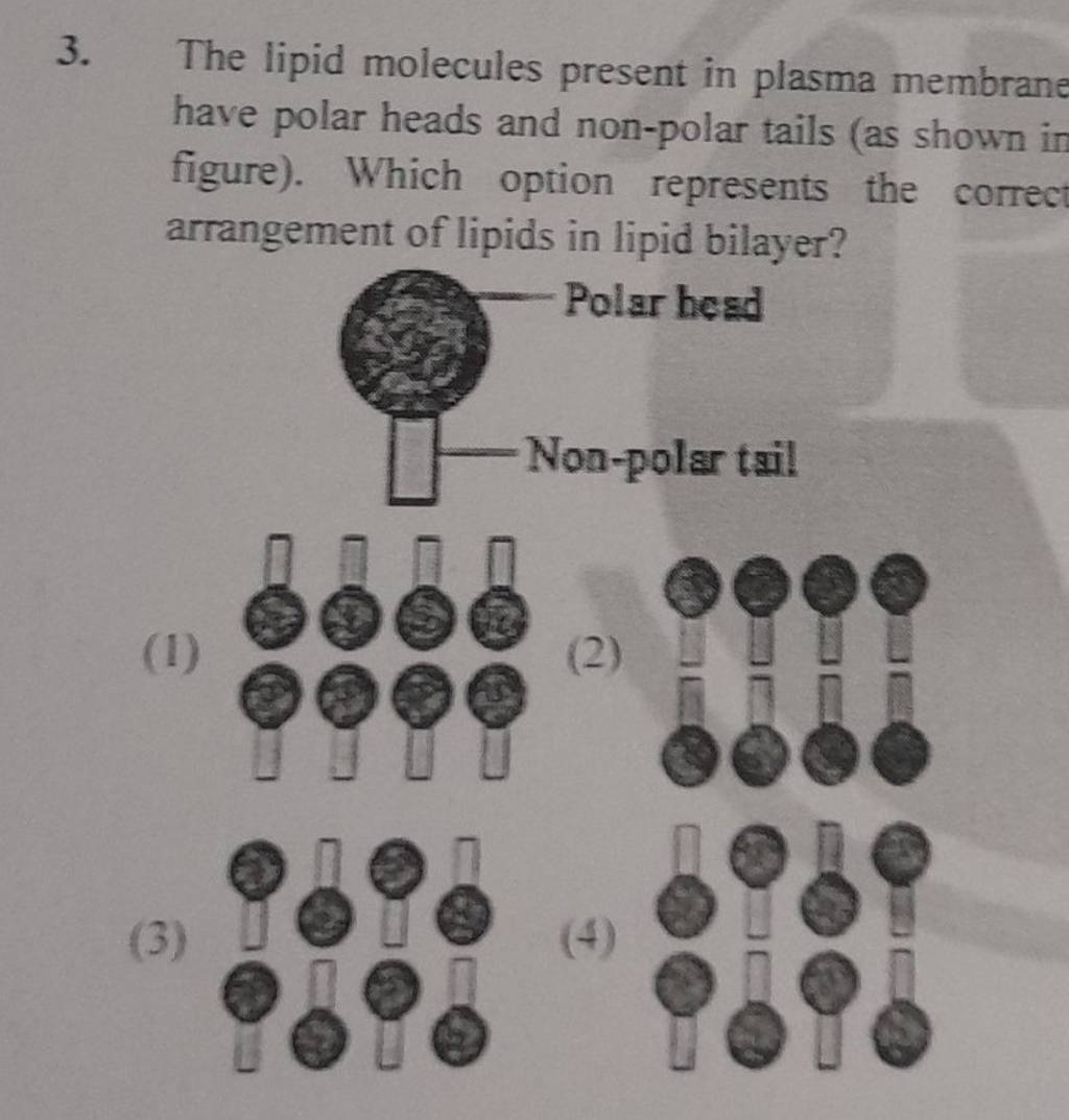 3. The lipid molecules present in plasma membrane have polar heads and no..