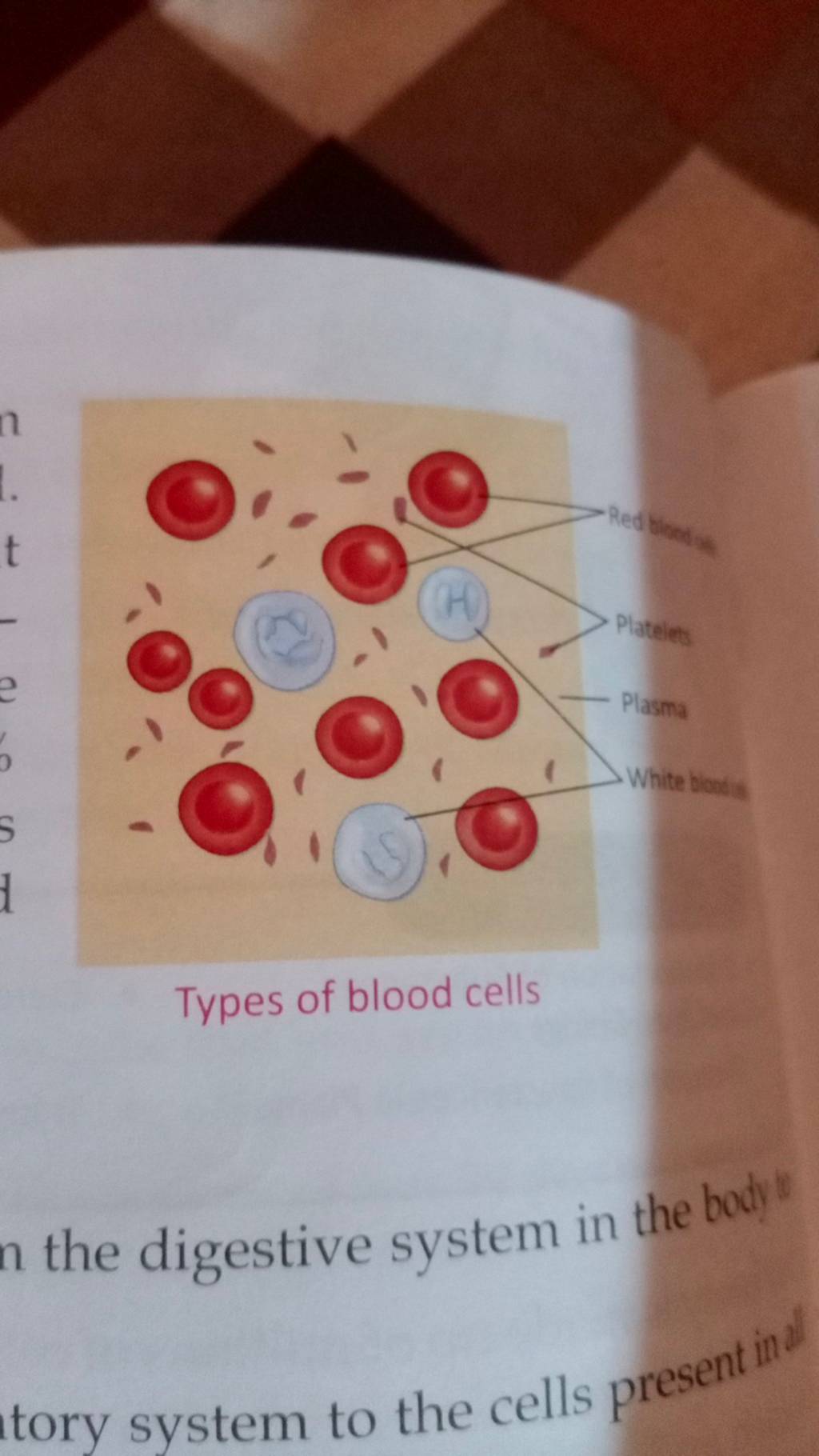 Types of blood cells n the digestive system in the body tory system to th..