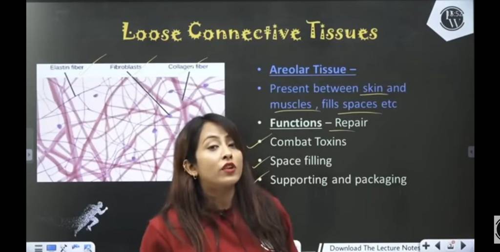 Coose Connecfive Tissues - Present between skin and muscles, fills spaces..