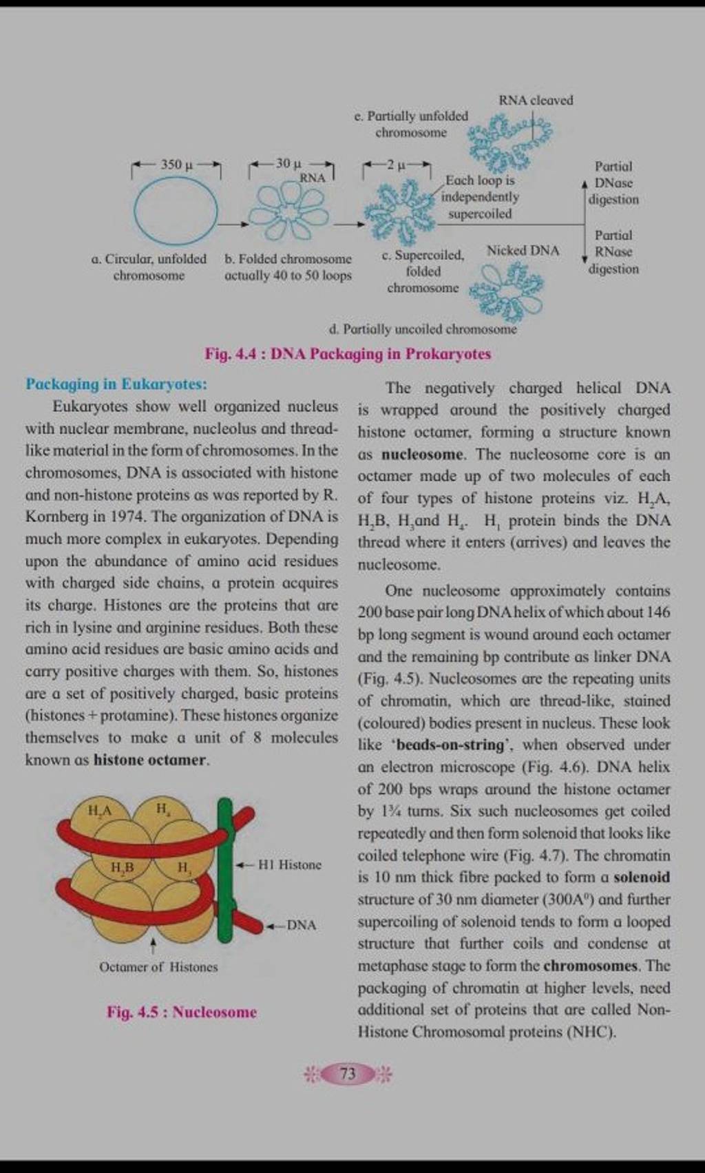 d. Partially uncoiled chromosome Fig. 4.4 : DNA Packaging in Prokaryotes
