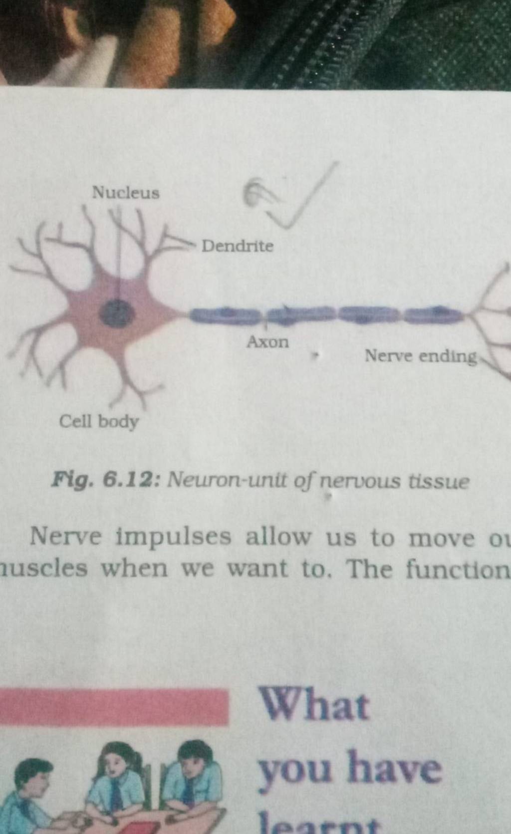 Dendrite Axon Nerve ending Cell body Fig. 6.12: Neuron-unit of nervous ti..