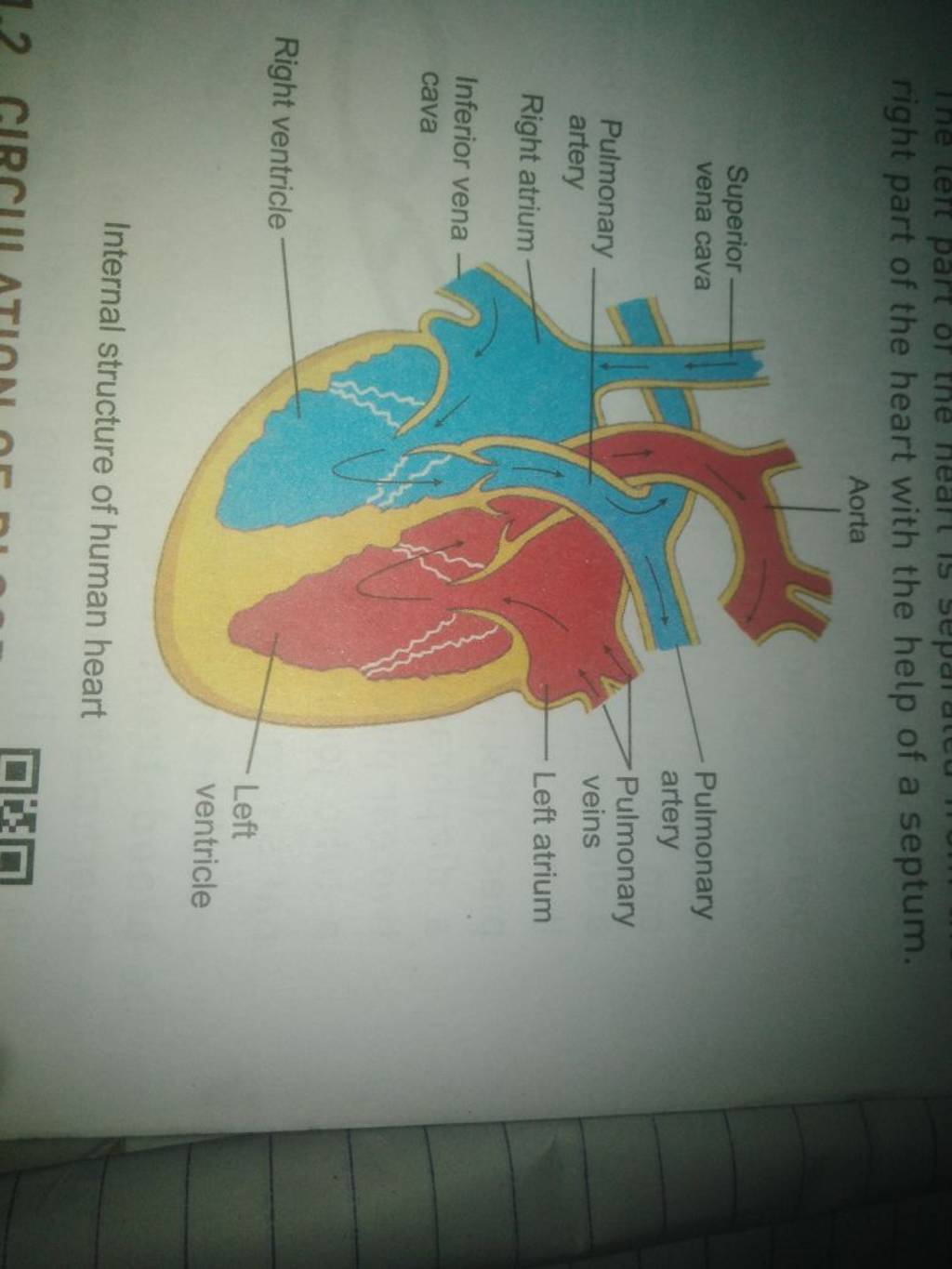 right part of the heart with the help of a septum. Internal structure of
